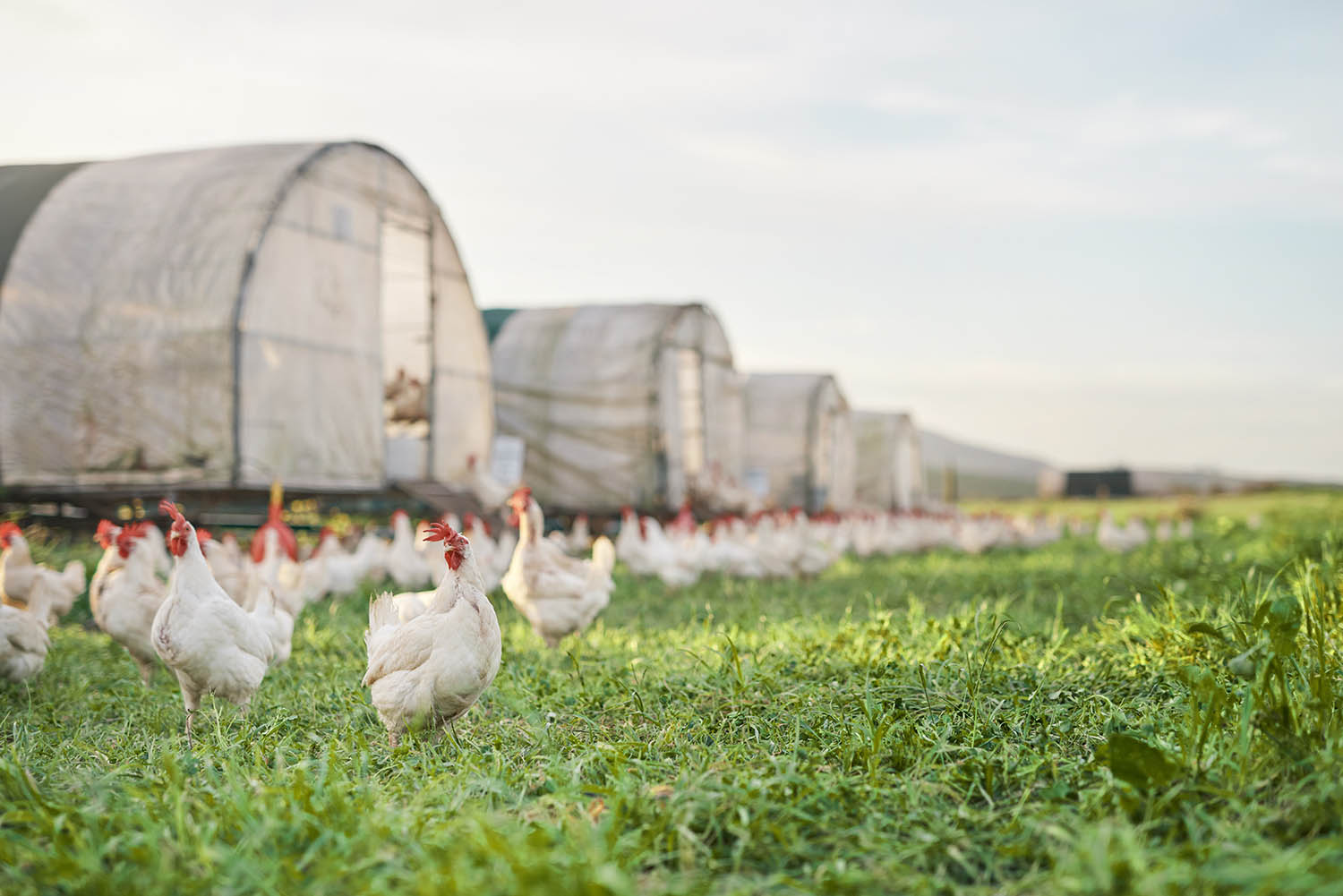 Barakah Halal Poultry